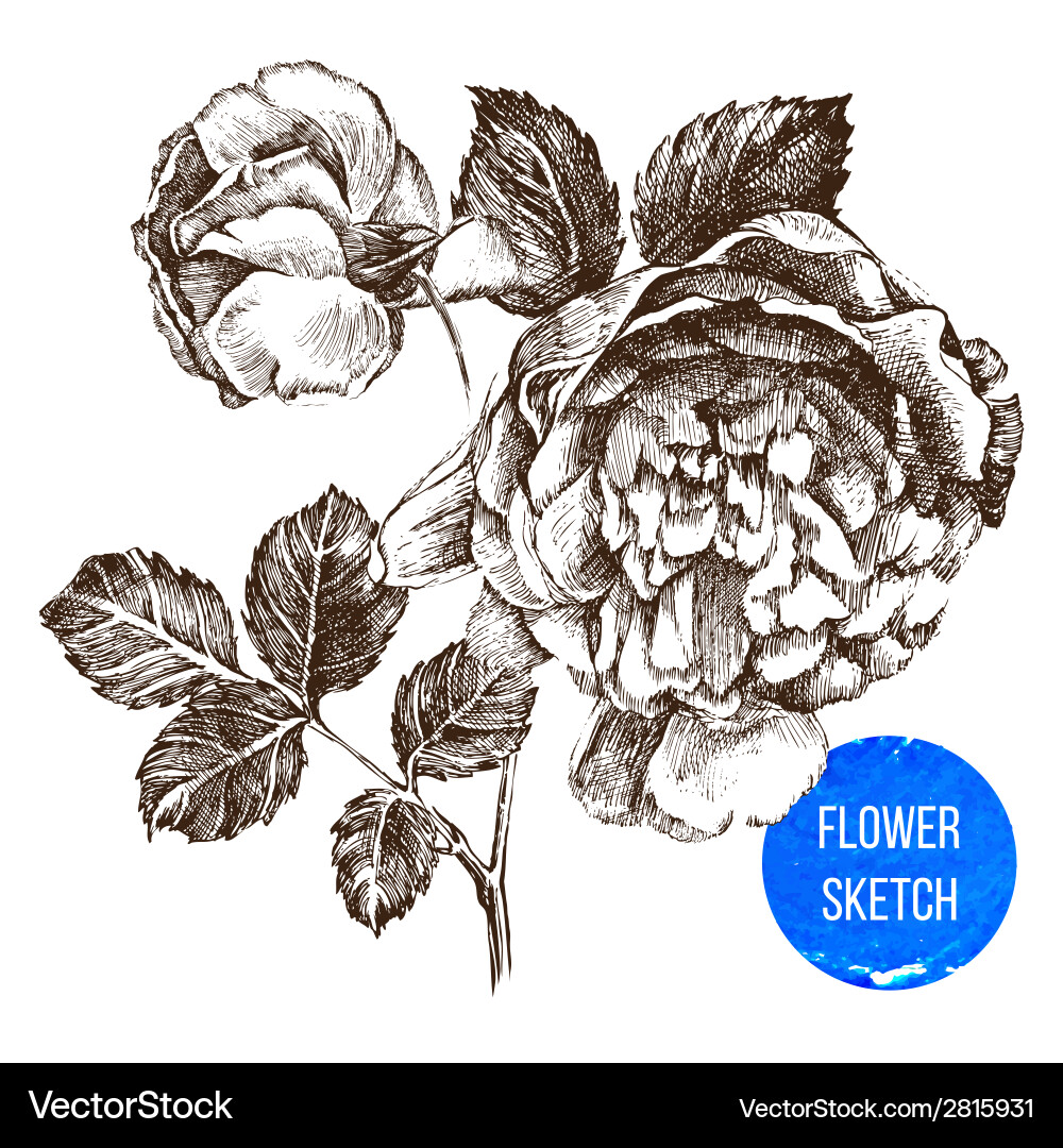 Hand drawn rose flower Royalty Free Vector Image