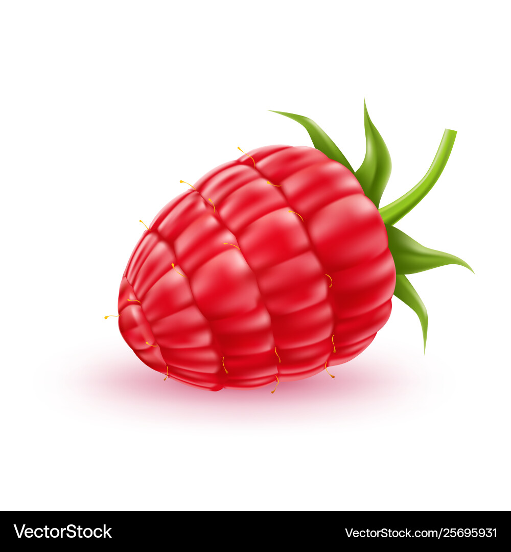 Realistic fresh raspberry red fruit Royalty Free Vector