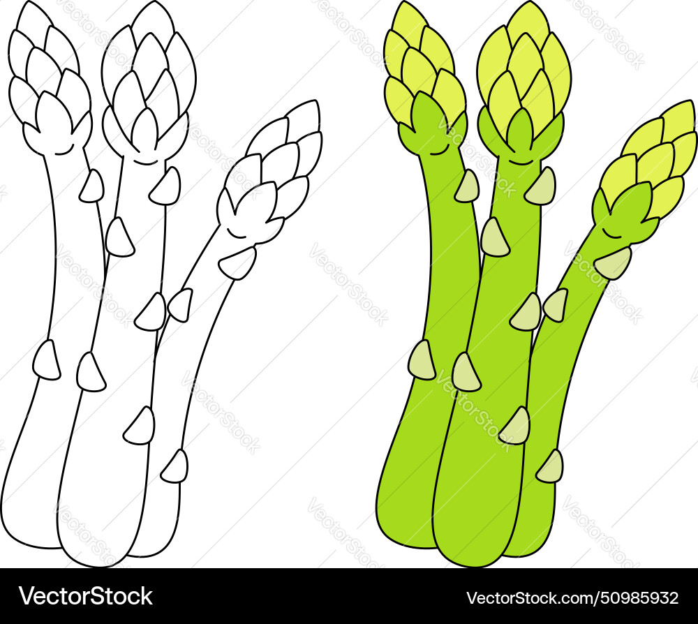 Asparagus isolated coloring page for kids Vector Image