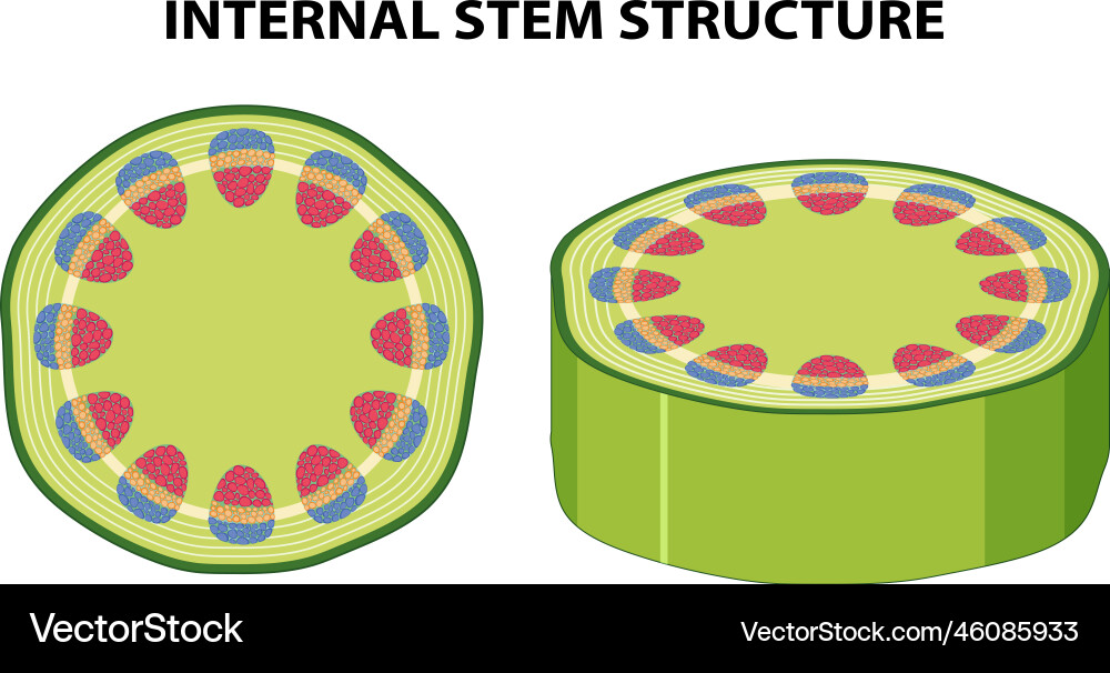 Internal structure of stem diagram Royalty Free Vector Image