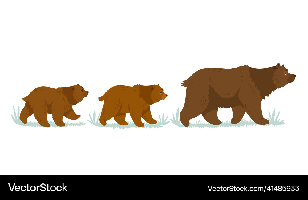 Three bears Royalty Free Vector Image - VectorStock
