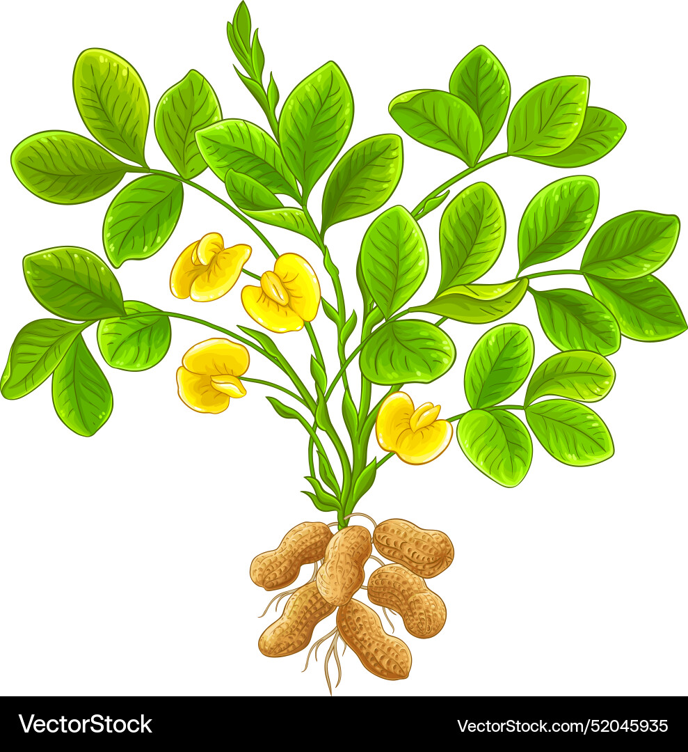Peanut plant colored detailed Royalty Free Vector Image
