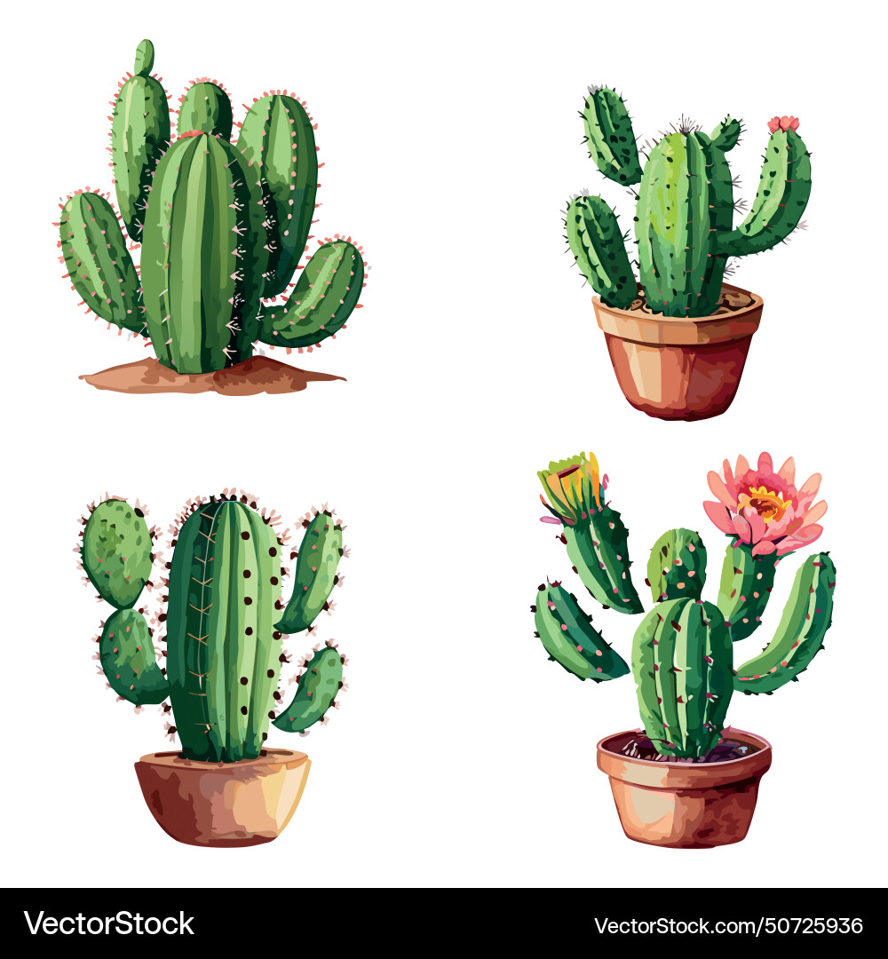 Cacti cactus Royalty Free Vector Image - VectorStock