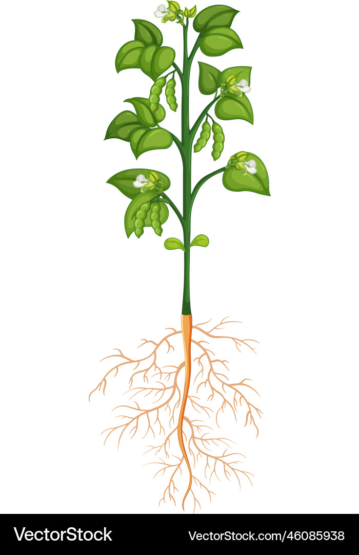 Plant structure scheme template Royalty Free Vector Image