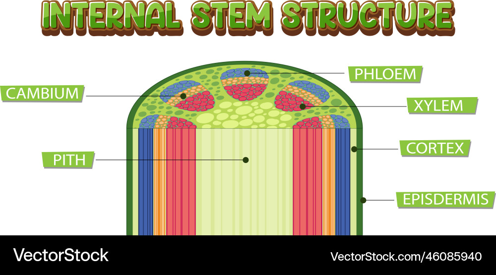Internal structure of stem diagram Royalty Free Vector Image