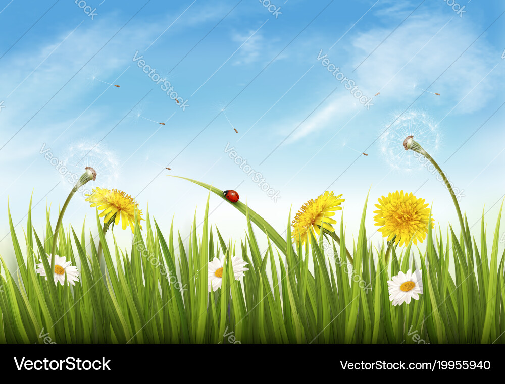 Nature background with green grass flowers Vector Image