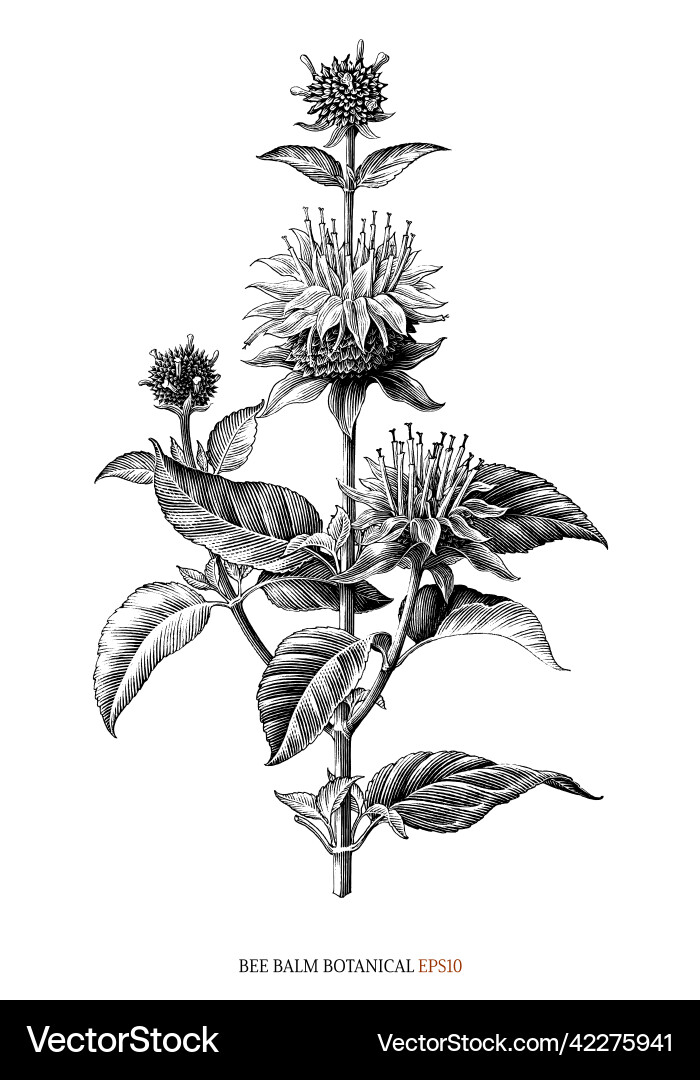 Monarda Vector Images (23)