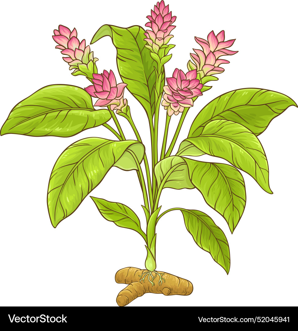 Turmeric plant colored detailed Royalty Free Vector Image Turmeric plant colored detailed Royalty Free Vector Image