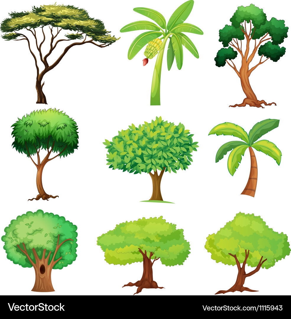 Various trees Royalty Free Vector Image - VectorStock