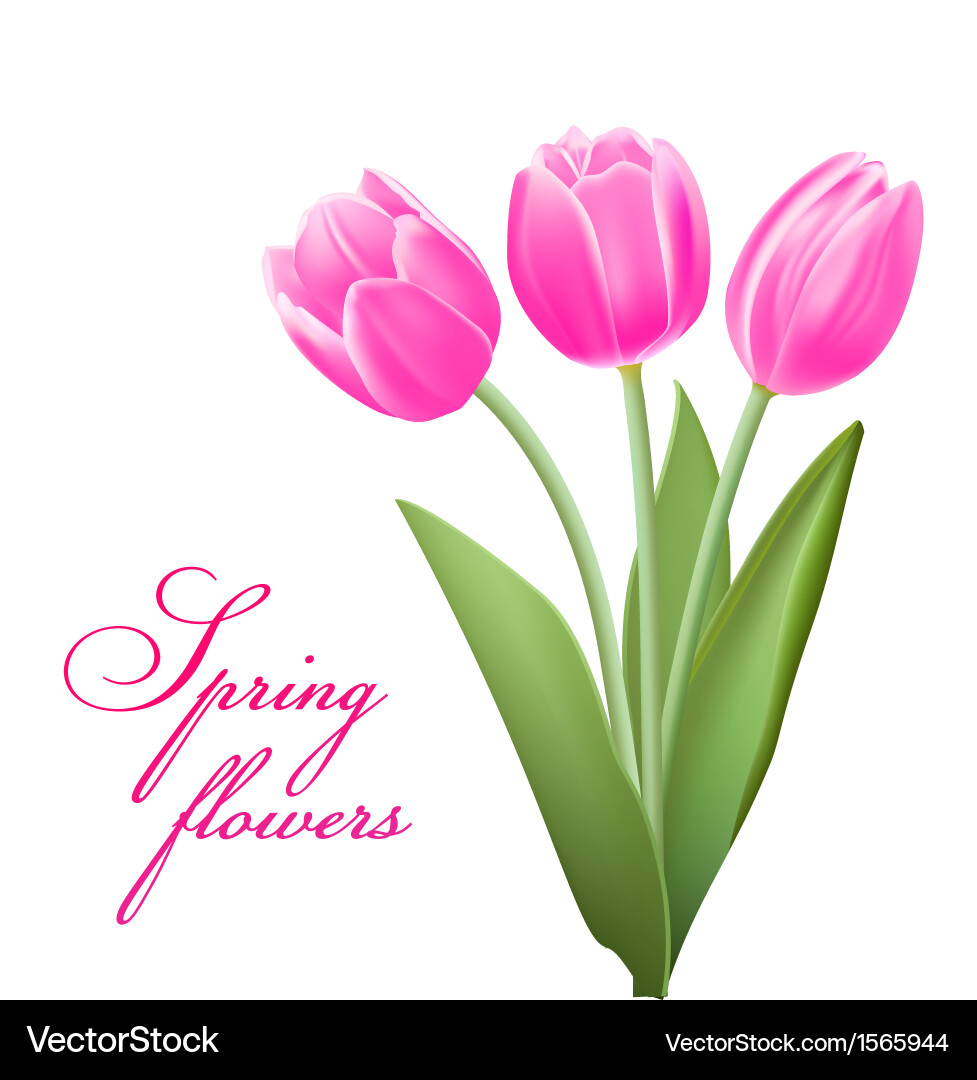 Pink tulips in spring Royalty Free Vector Image