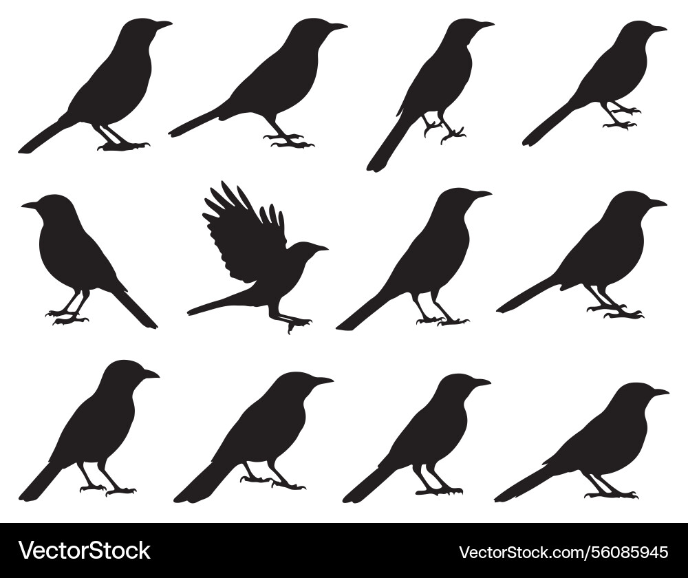 Mockingbird silhouette Royalty Free Vector Image