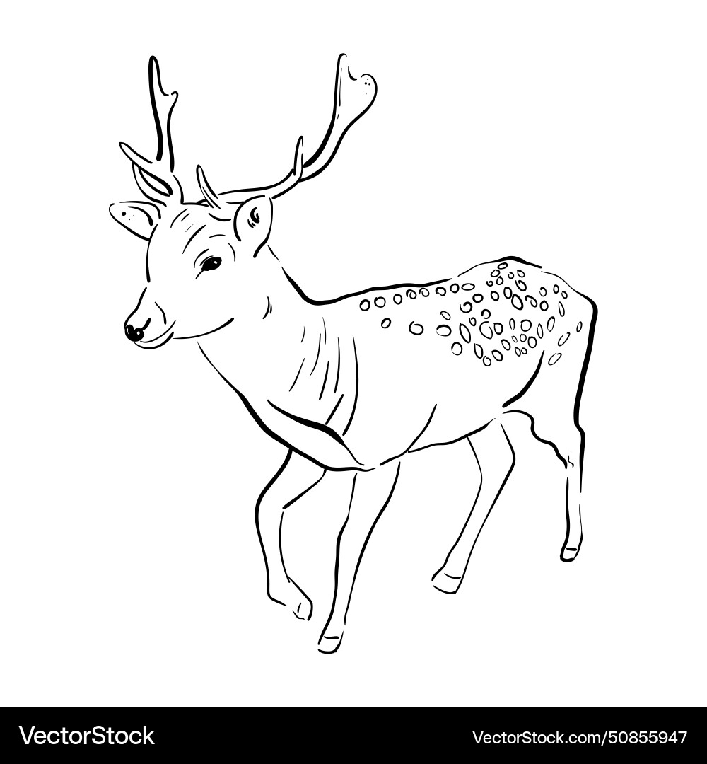Deer line art Royalty Free Vector Image - VectorStock