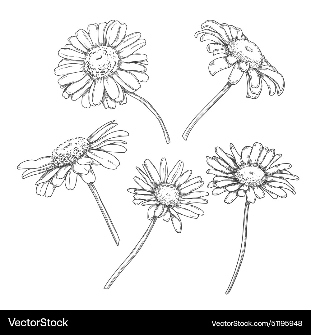 Botanical camomile flowers set hand drawn Vector Image