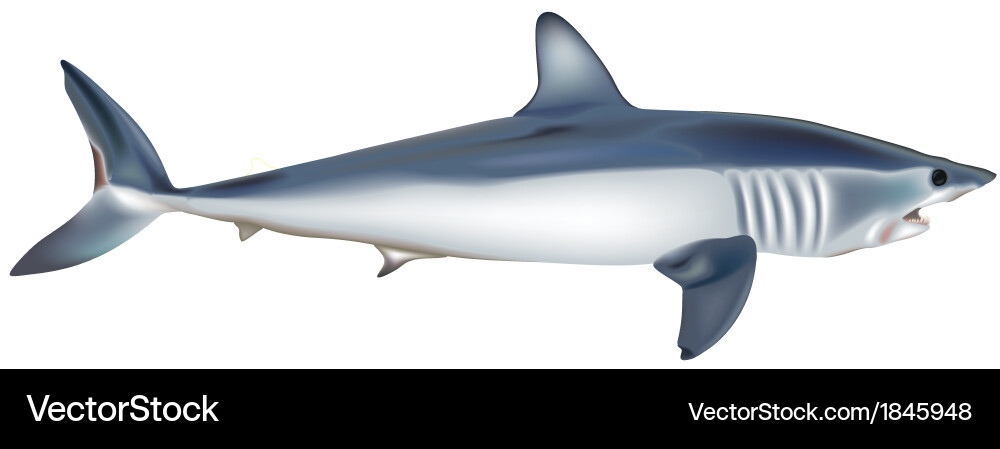 Shark Royalty Free Vector Image - VectorStock