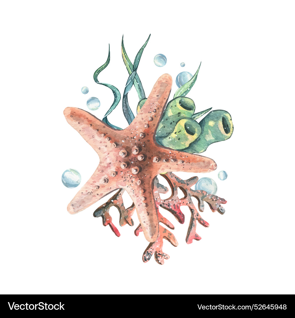 Starfish coral sea sponge algae and bubbles Vector Image