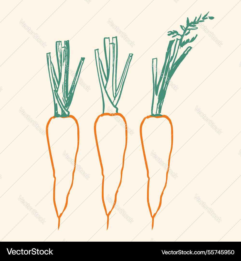 Carrots outline sketch set Royalty Free Vector Image
