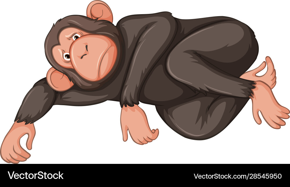 Sad monkey on white background Royalty Free Vector Image
