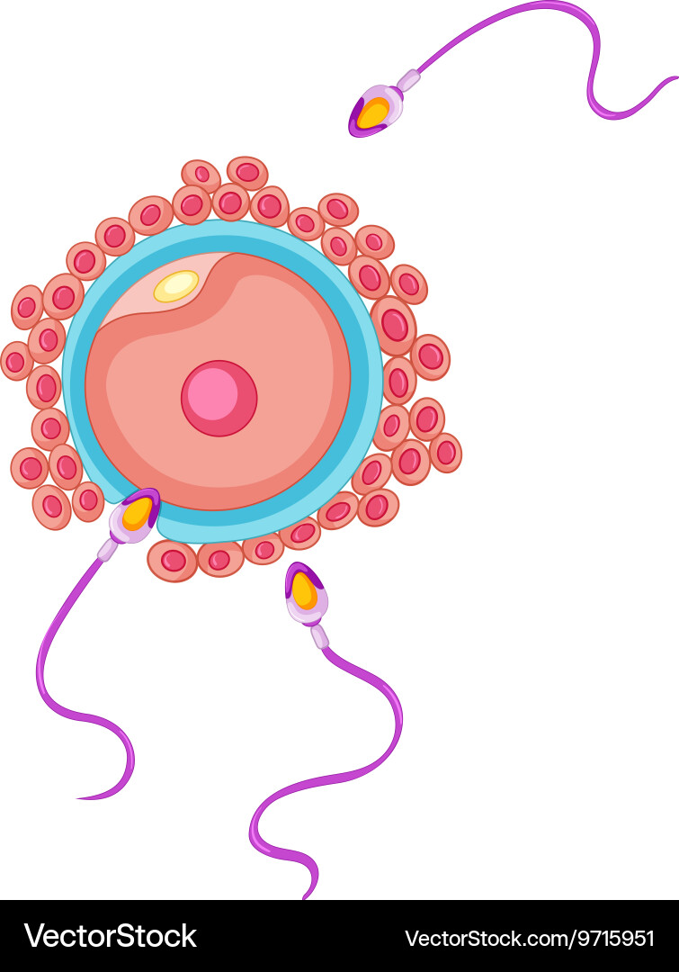 Human Fertilization Process Royalty Free Vector Image