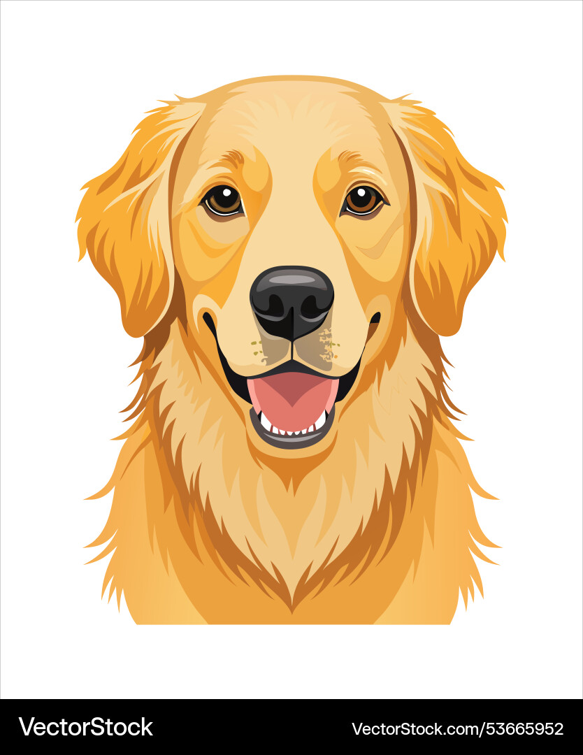 Classic american golden retriever Royalty Free Vector Image