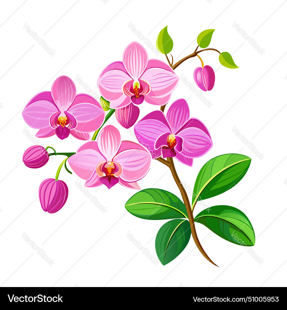 Flower exotic pink orchid branch Royalty Free Vector Image