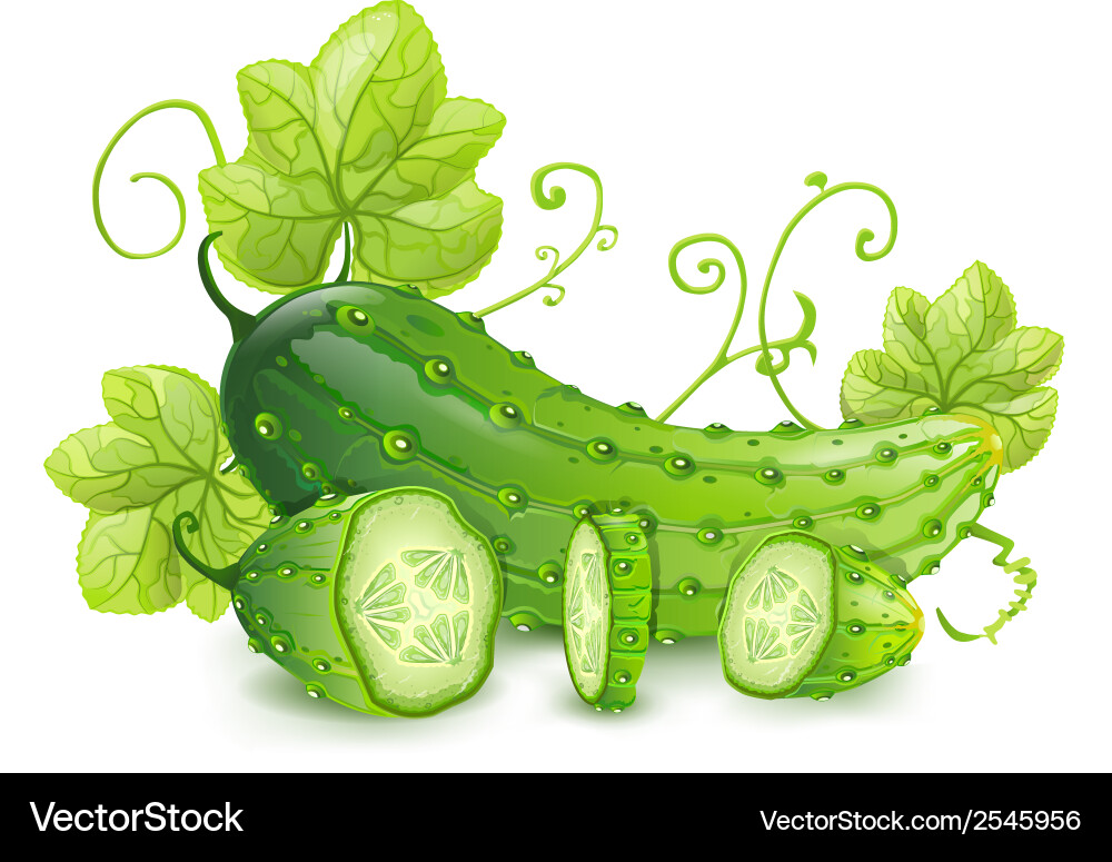 Cucumber Royalty Free Vector Image - VectorStock