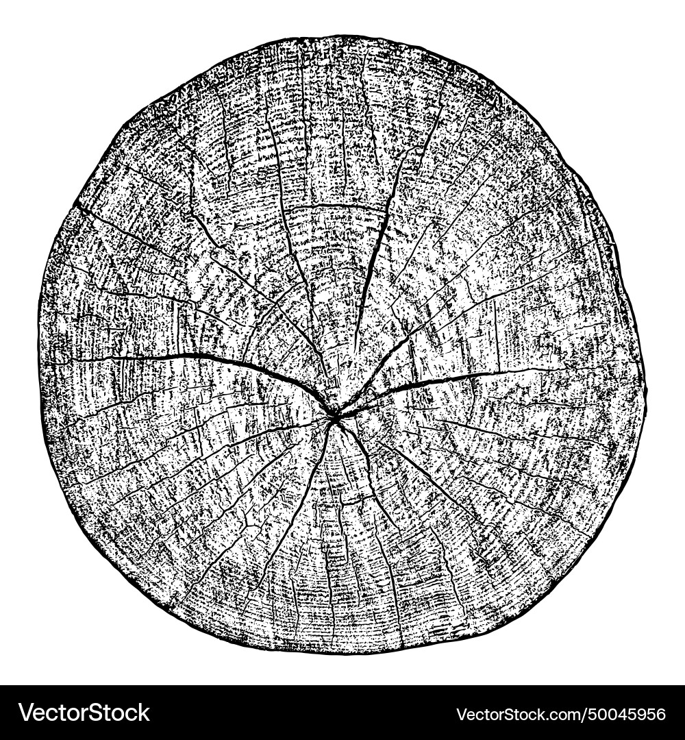 Wood texture cross section of tree rings Vector Image