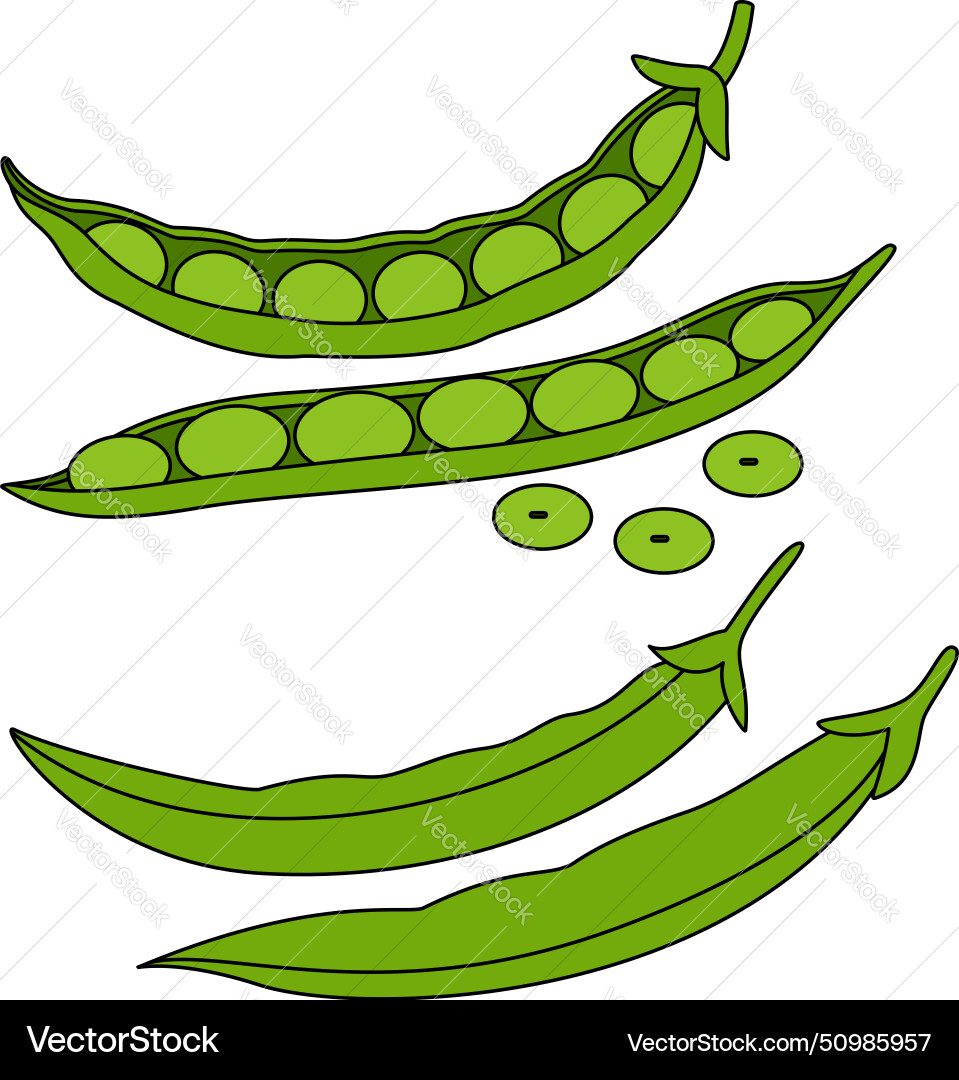 Green bean fruit Royalty Free Vector Image - VectorStock