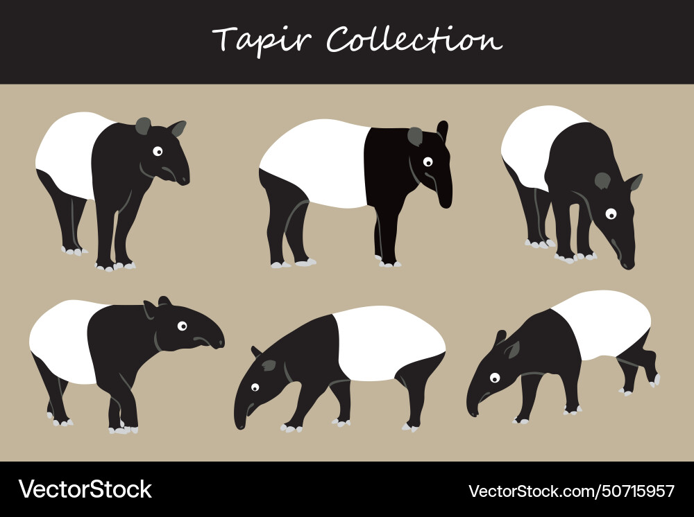 Tapir set Royalty Free Vector Image - VectorStock