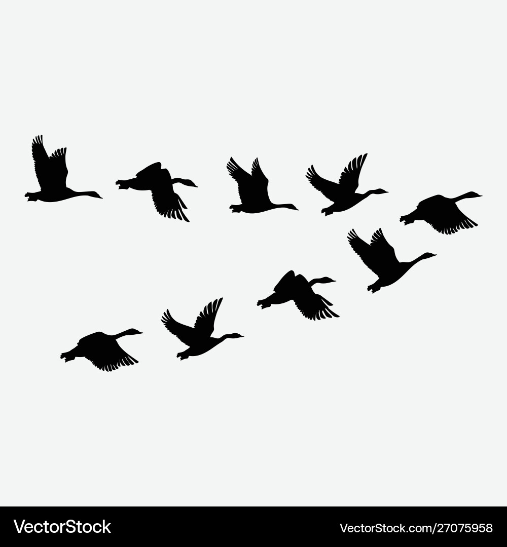 Cartoon Duck Flock Flying Royalty Free Vector Image