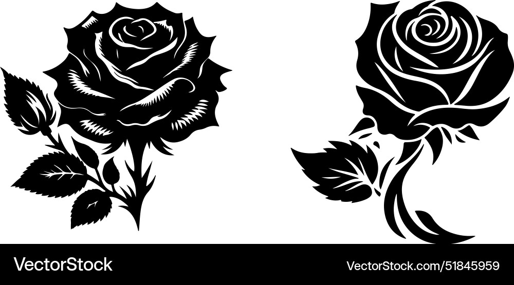 Rose Royalty Free Vector Image - VectorStock