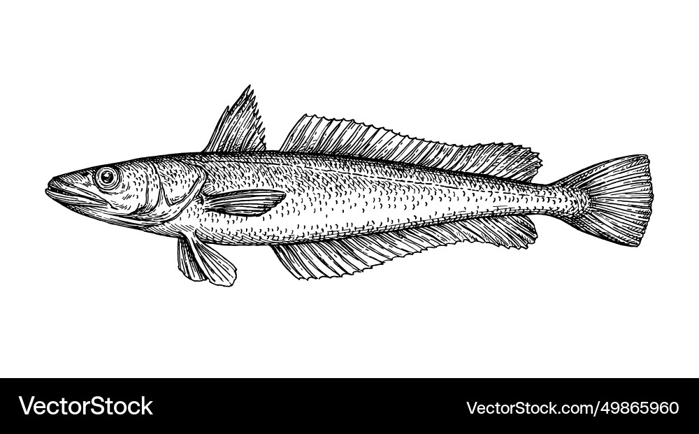 European hake ink sketch Royalty Free Vector Image