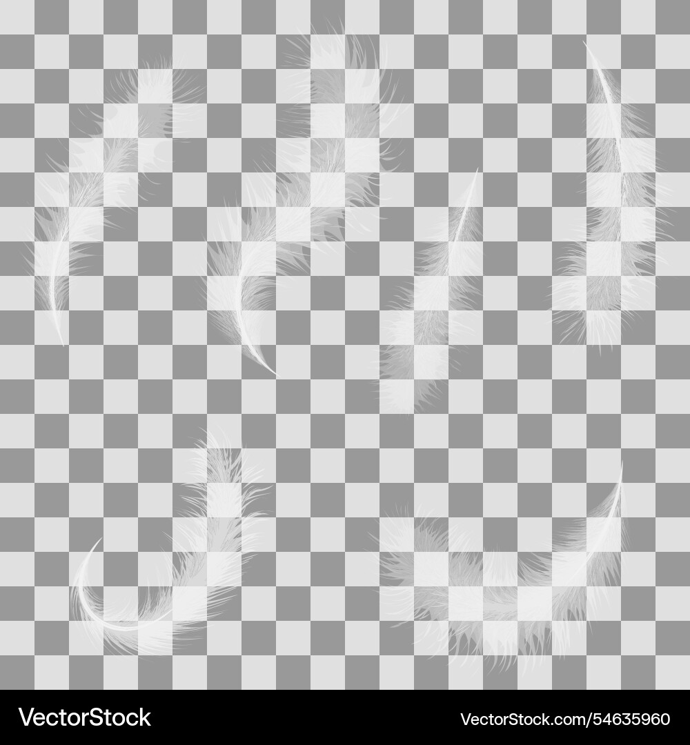 Feathers on transparent Royalty Free Vector Image