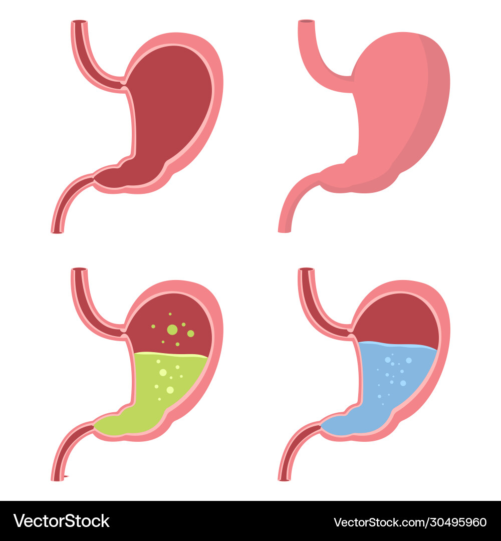 Stomach set Royalty Free Vector Image - VectorStock