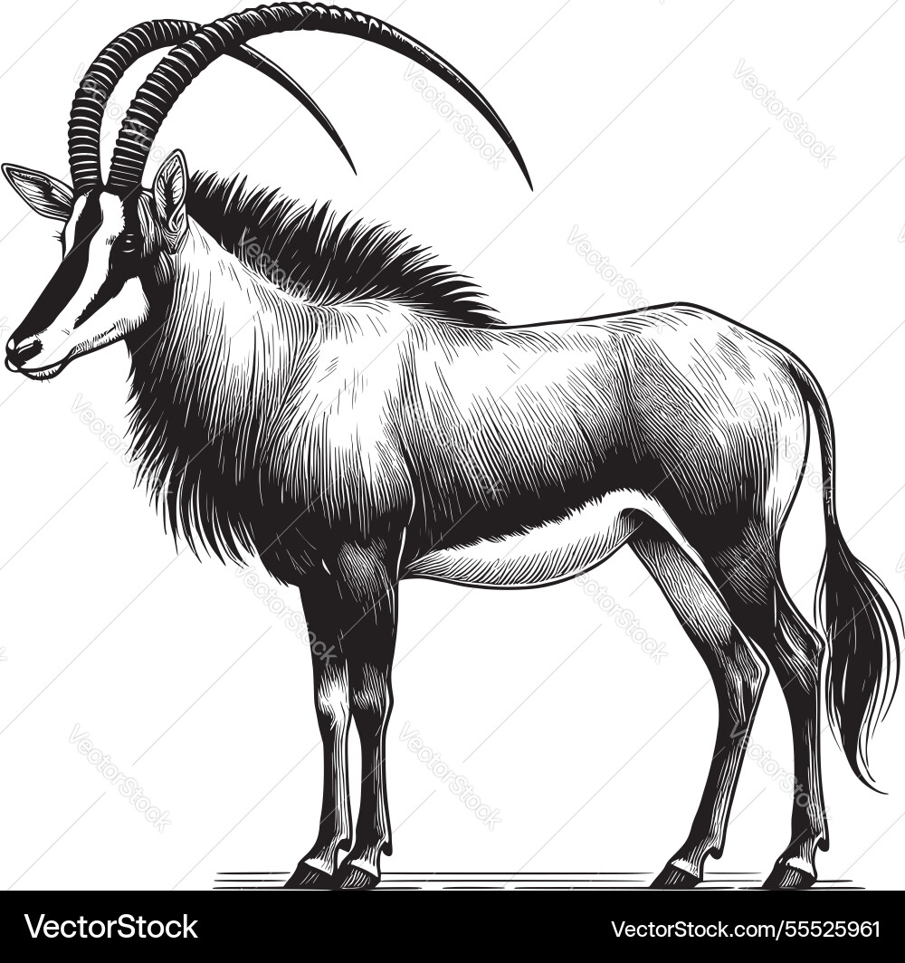 Sable antelope Royalty Free Vector Image - VectorStock