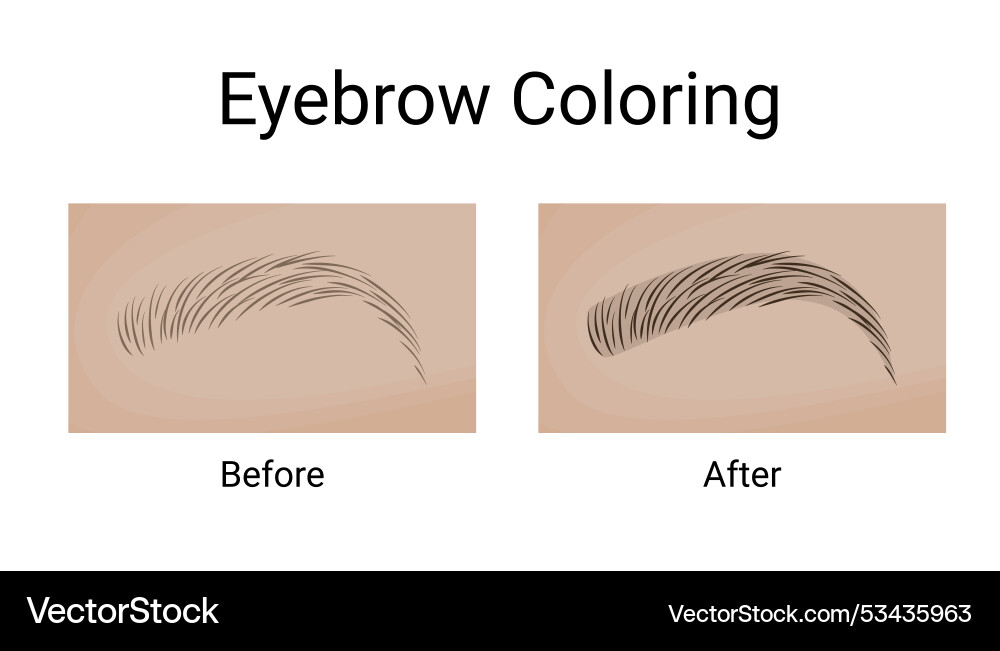 Eyebrow coloring transformation before and after Vector Image
