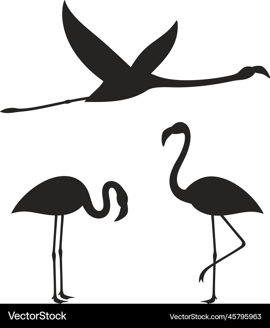 Flamingo Royalty Free Vector Image - VectorStock