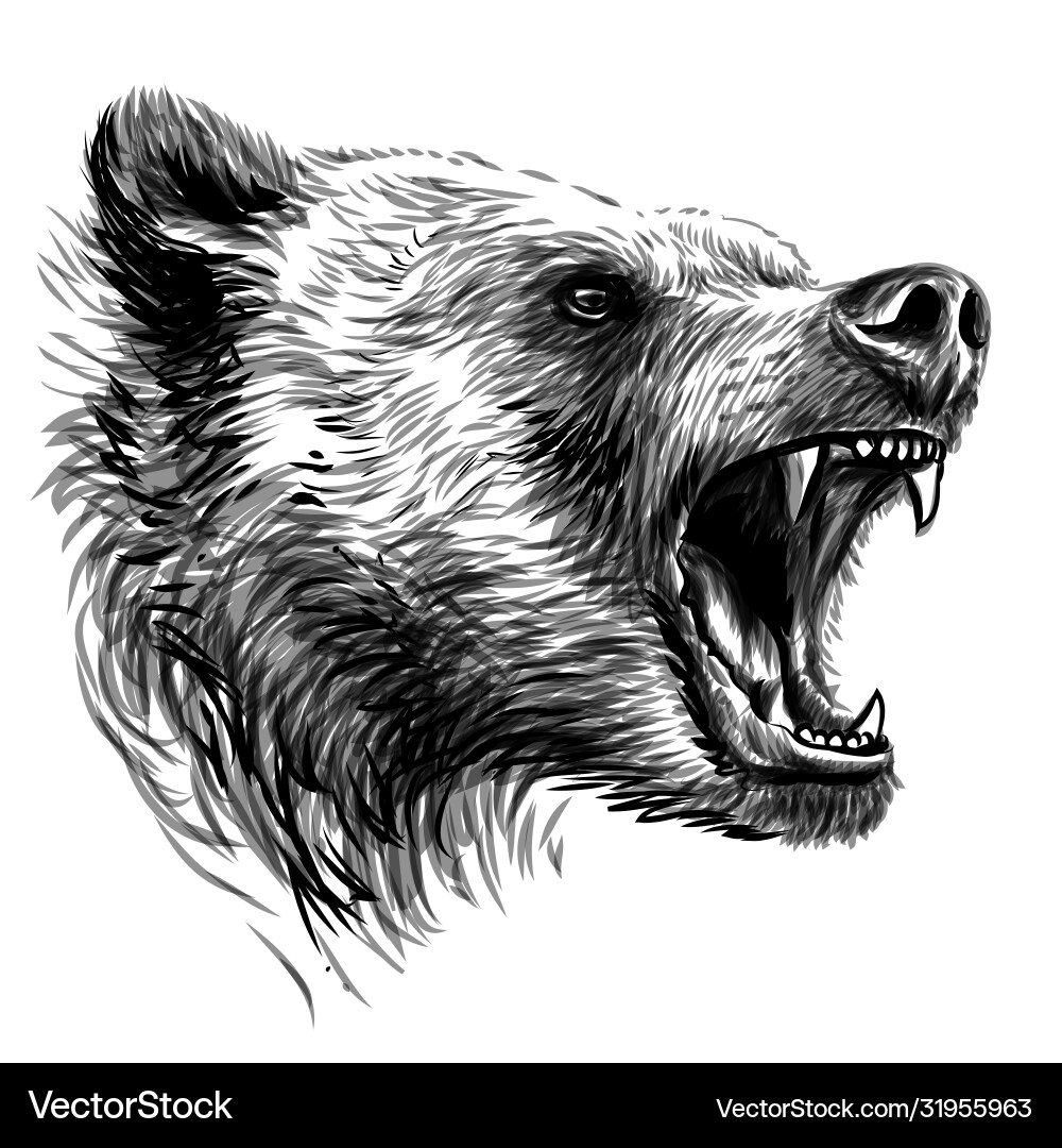 Growling bear sketchy portrait a angry Royalty Free Vector