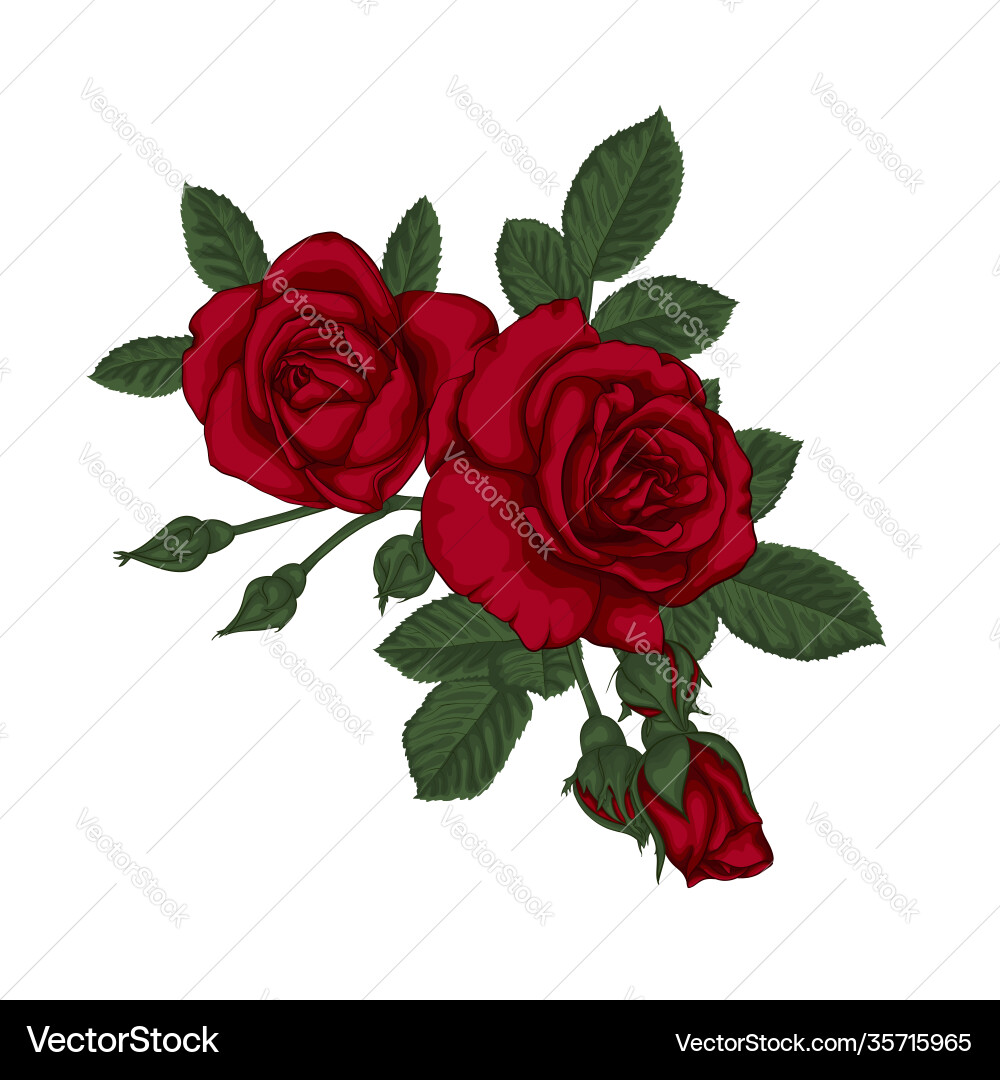 Elegant Red Rose Bouquet Royalty Free Vector Image