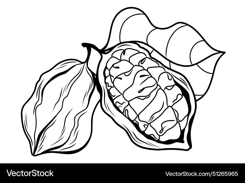 Outline of cocoa beans on leaves Royalty Free Vector Image