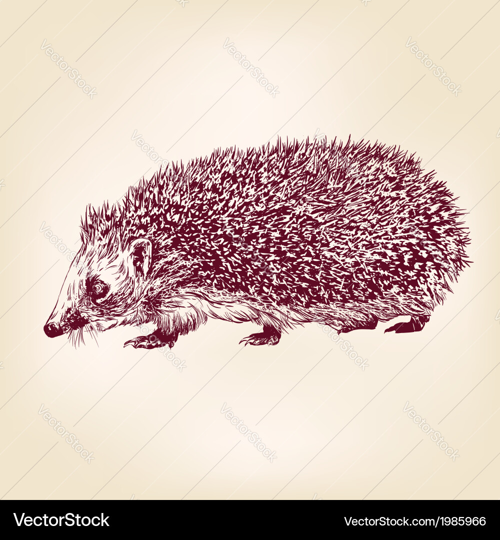 Hedgehog hand drawn realistic sketch Royalty Free Vector