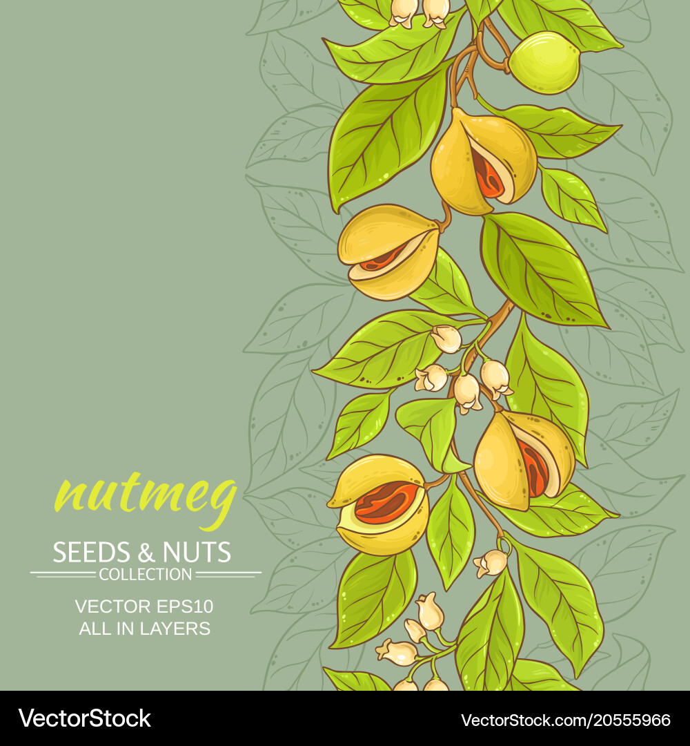 Nutmeg background Royalty Free Vector Image - VectorStock