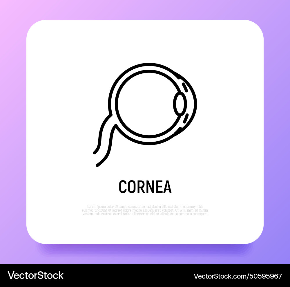 Cornea thin line icon structure of human eye Vector Image