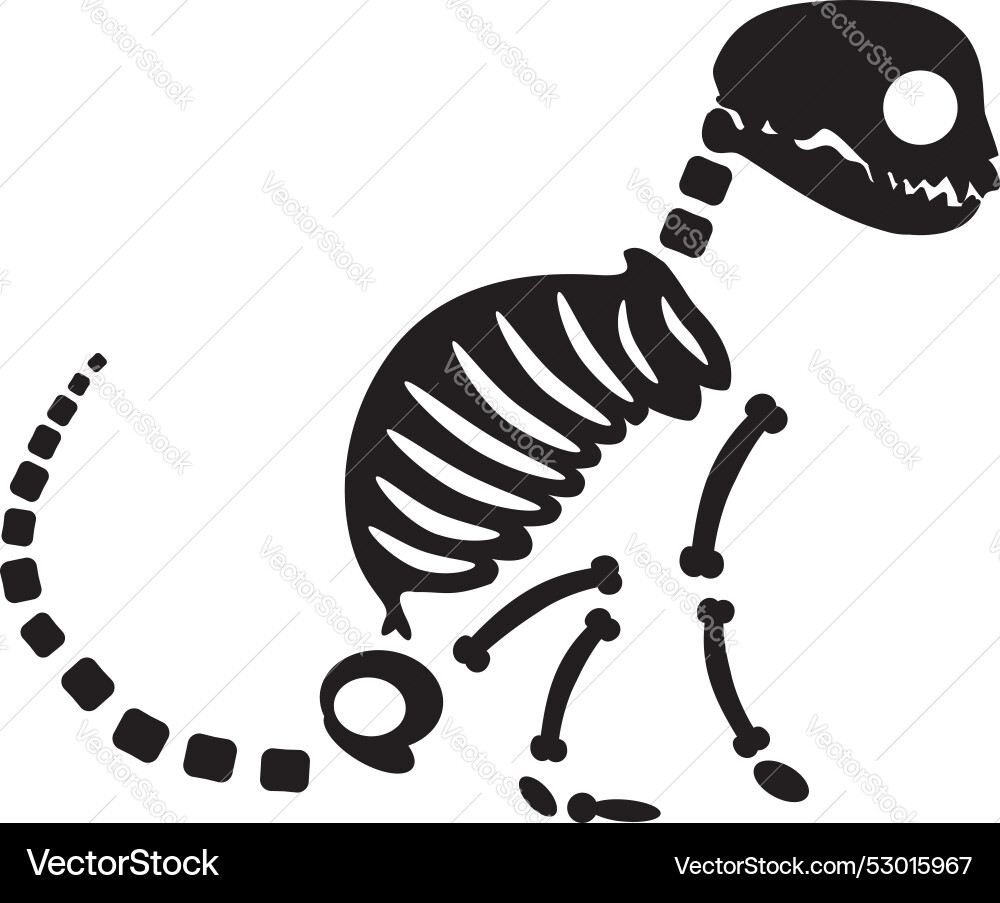 Decayed sitting cat dried skeleton bones Vector Image