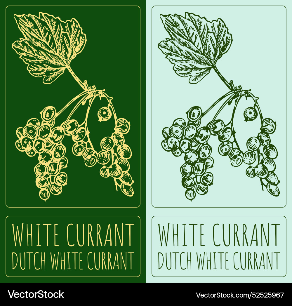 Drawing white currant hand drawn Royalty Free Vector Image