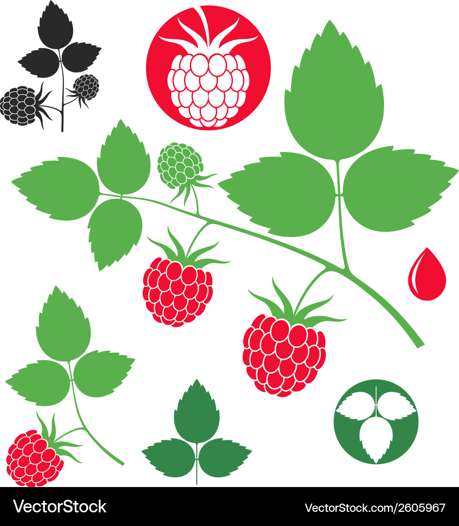 Raspberries Royalty Free Vector Image - VectorStock