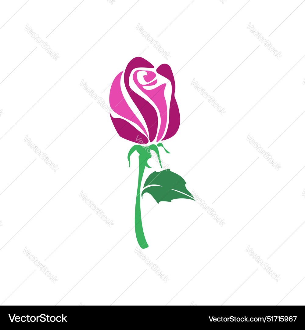 Rose flower with green leaves Royalty Free Vector Image