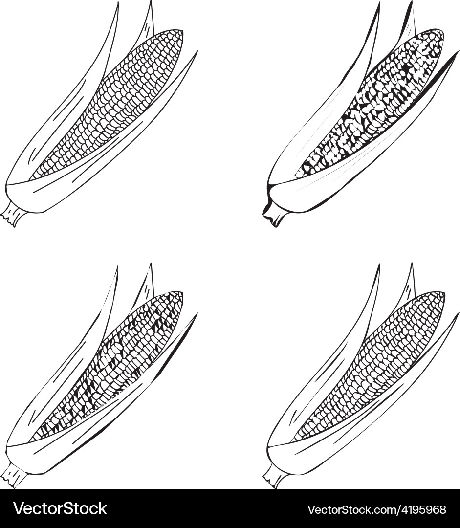 Hand drawn of corn Royalty Free Vector Image - VectorStock