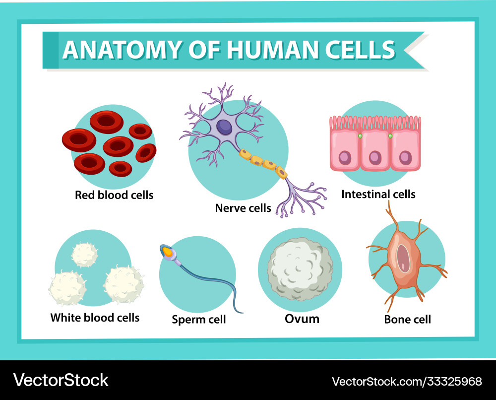 Information poster on human cells Royalty Free Vector Image