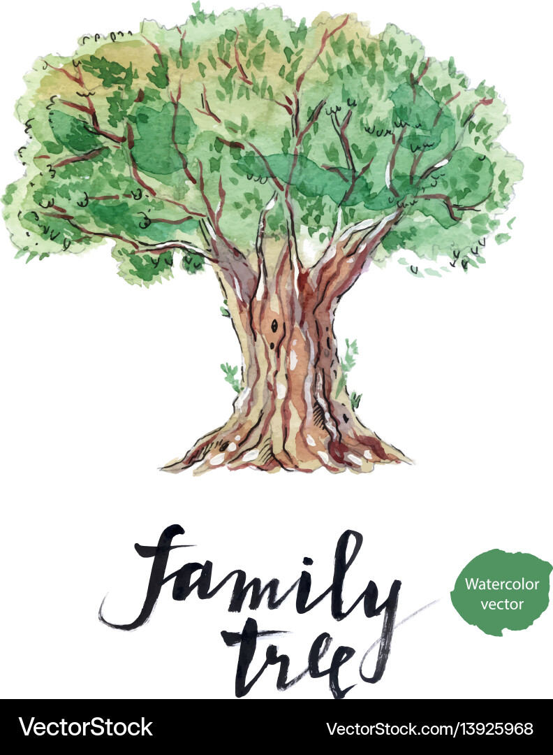 Old Olive Tree Royalty Free Vector Image - VectorStock