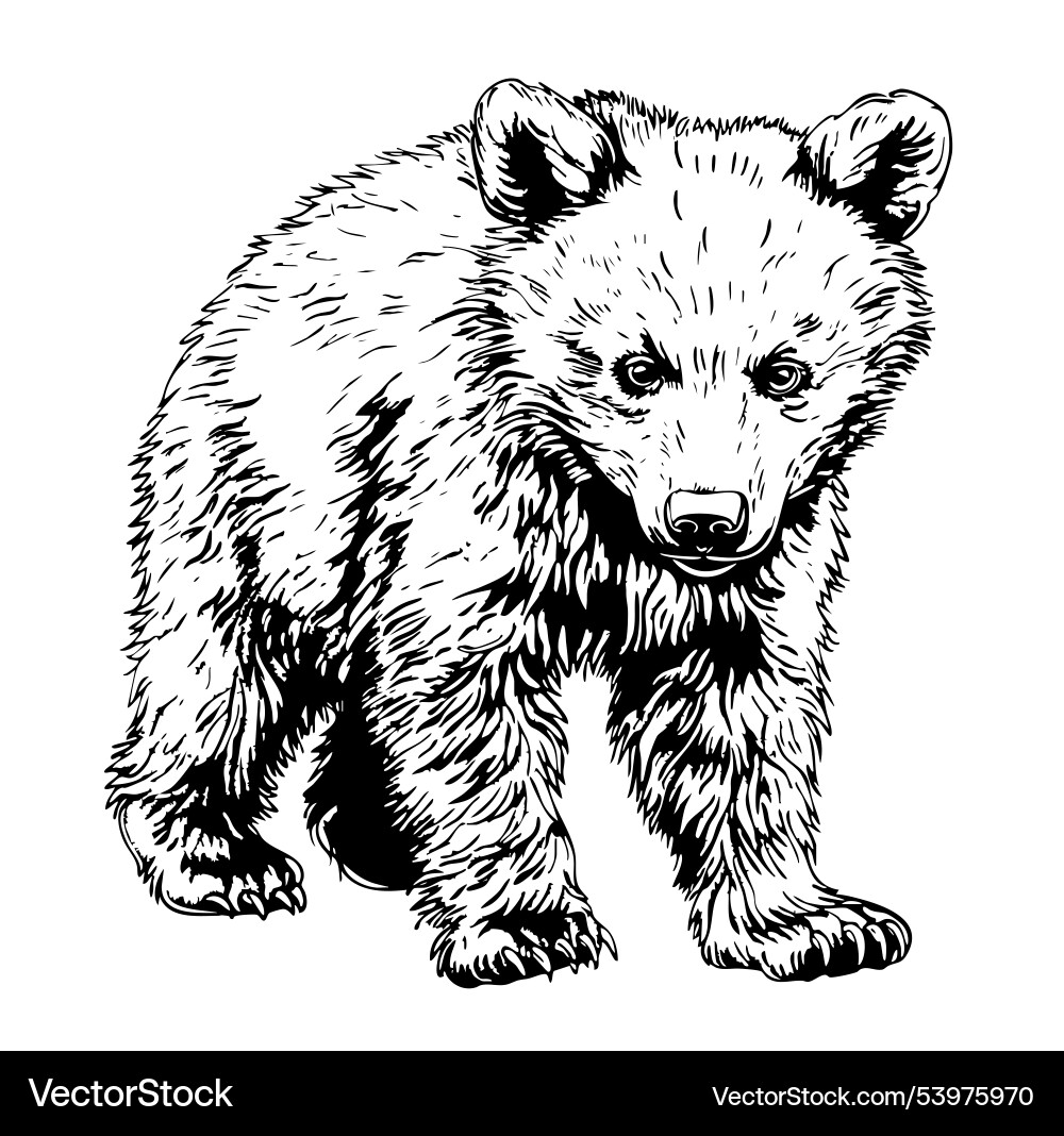 Little bear cub hand drawn sketch Royalty Free Vector Image